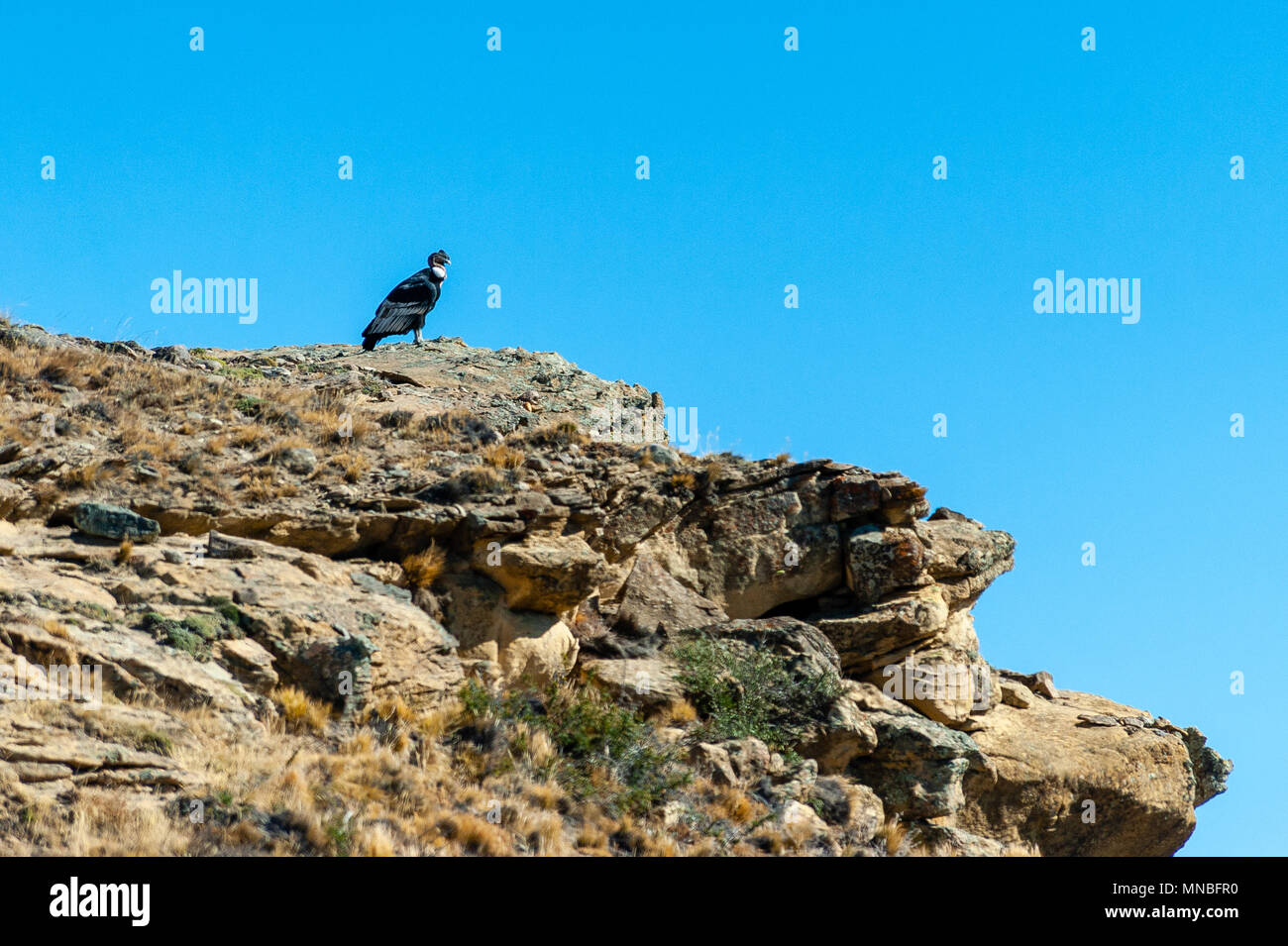 Andean condor (Vultur gryphus), Wild Animal, Flying in Argentina, Near ...