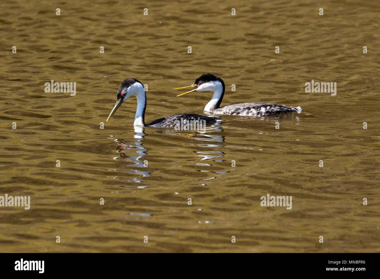 Male and female Western grebes in Howard Bay on Upper Klamath Lake ...
