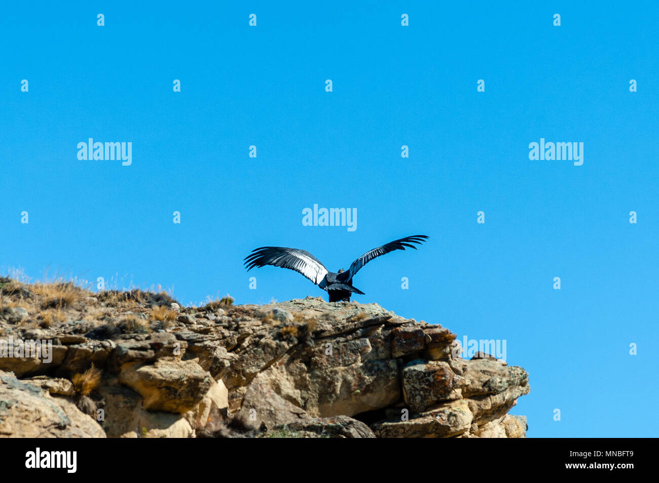 Andean condor (Vultur gryphus), Wild Animal, Flying in Argentina, Near ...