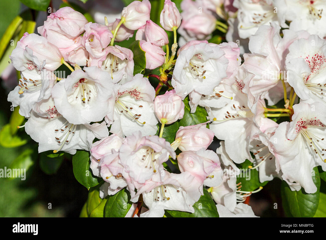 Rhododendron "Doctor Rieger", viewed her in the rear garden of ...