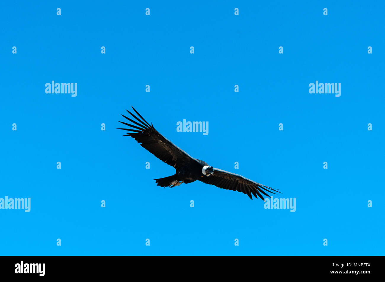 Andean condor argentina hi-res stock photography and images - Alamy