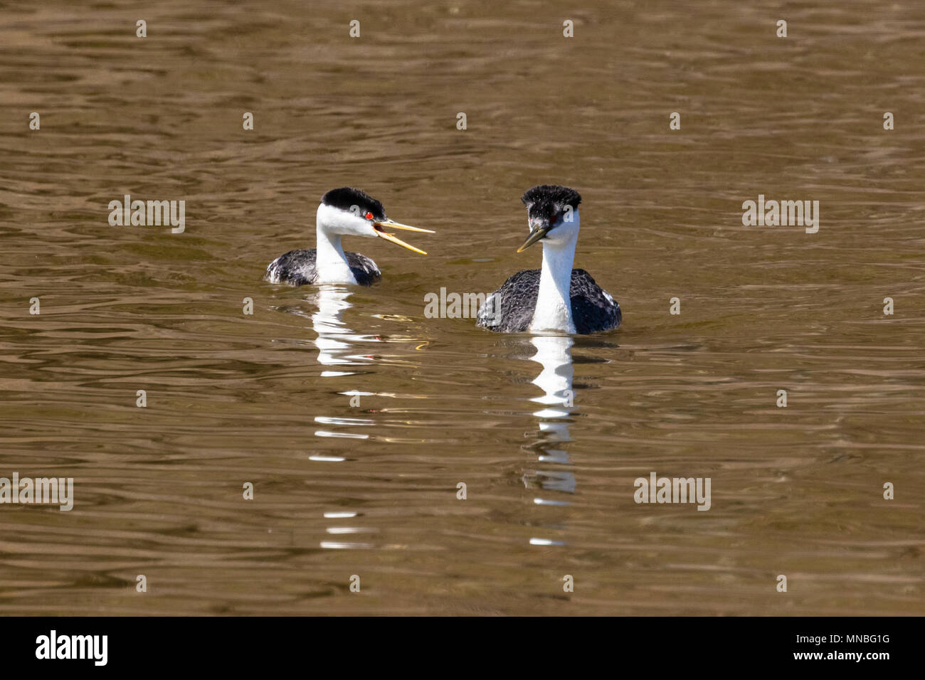 Male and female Western grebes in Howard Bay on Upper Klamath Lake ...