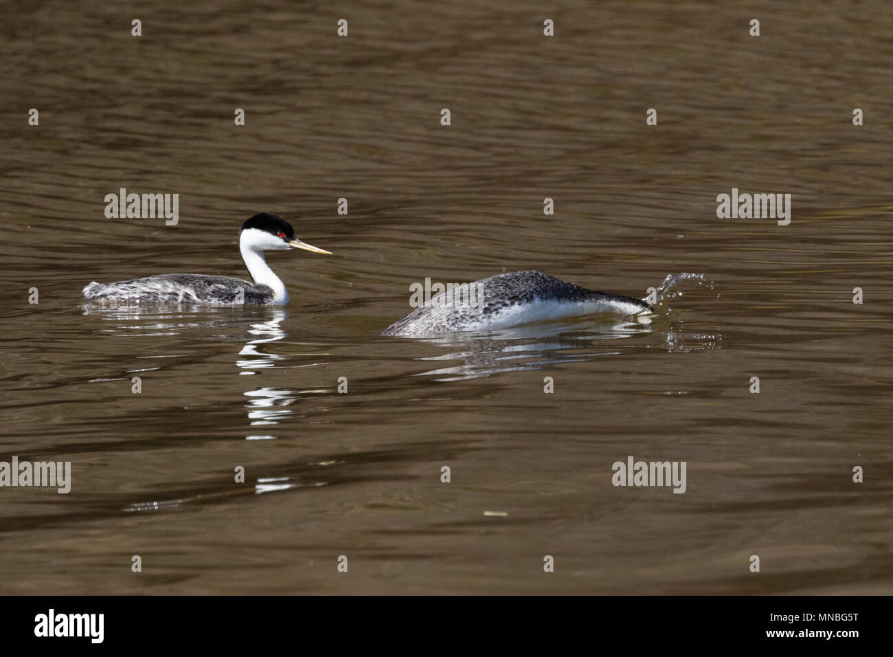 Male and female Western grebes in Howard Bay on Upper Klamath Lake ...