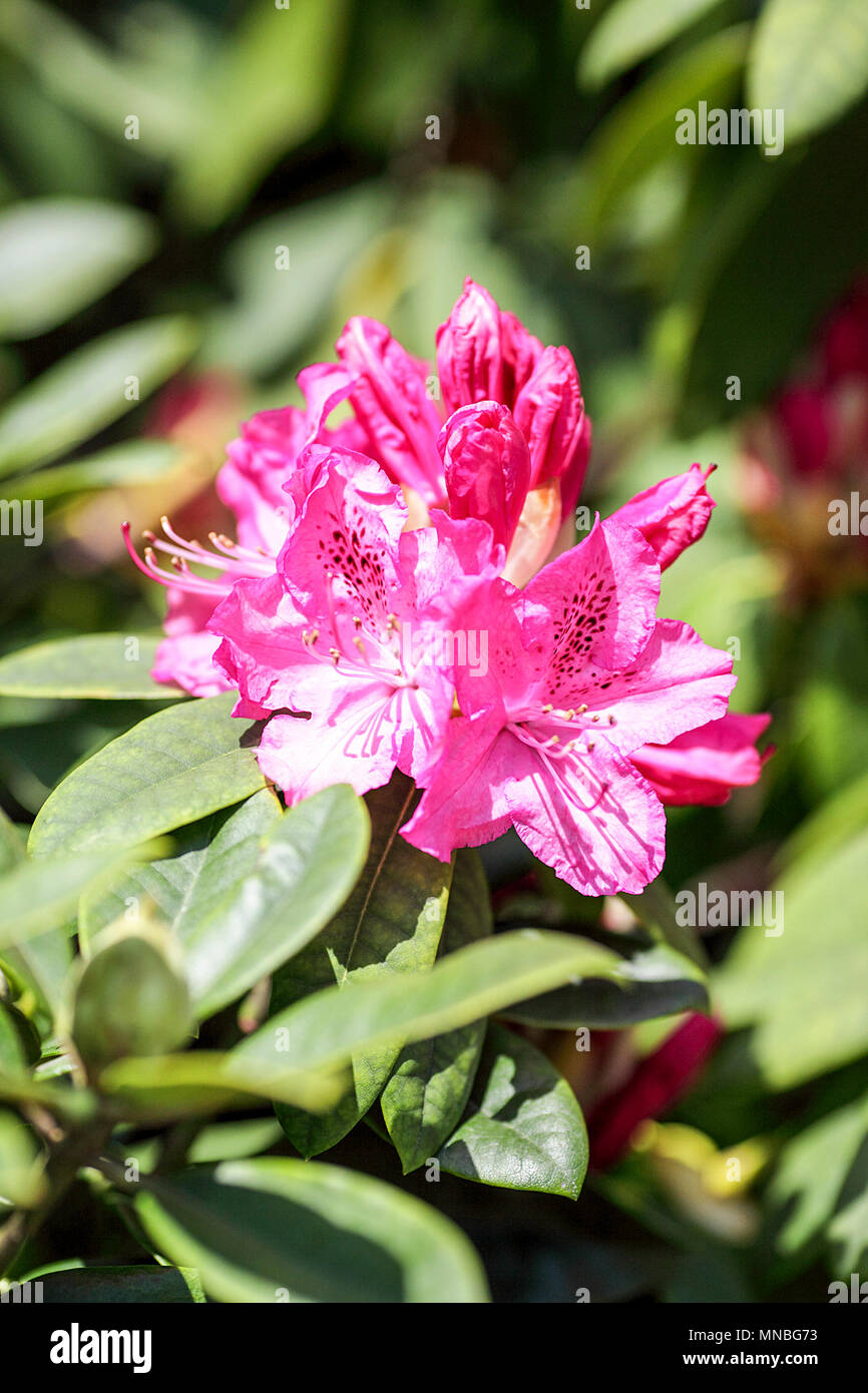 Rhododendron "Wilson's Ruby", viewed here in photographer Peter Wheeler ...