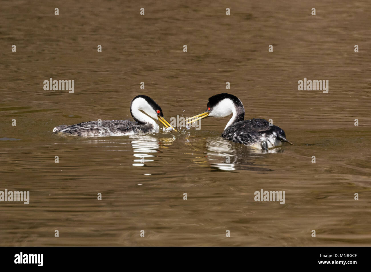 Western grebes on their breeding grounds in Upper Klamath Lake, Oregon ...