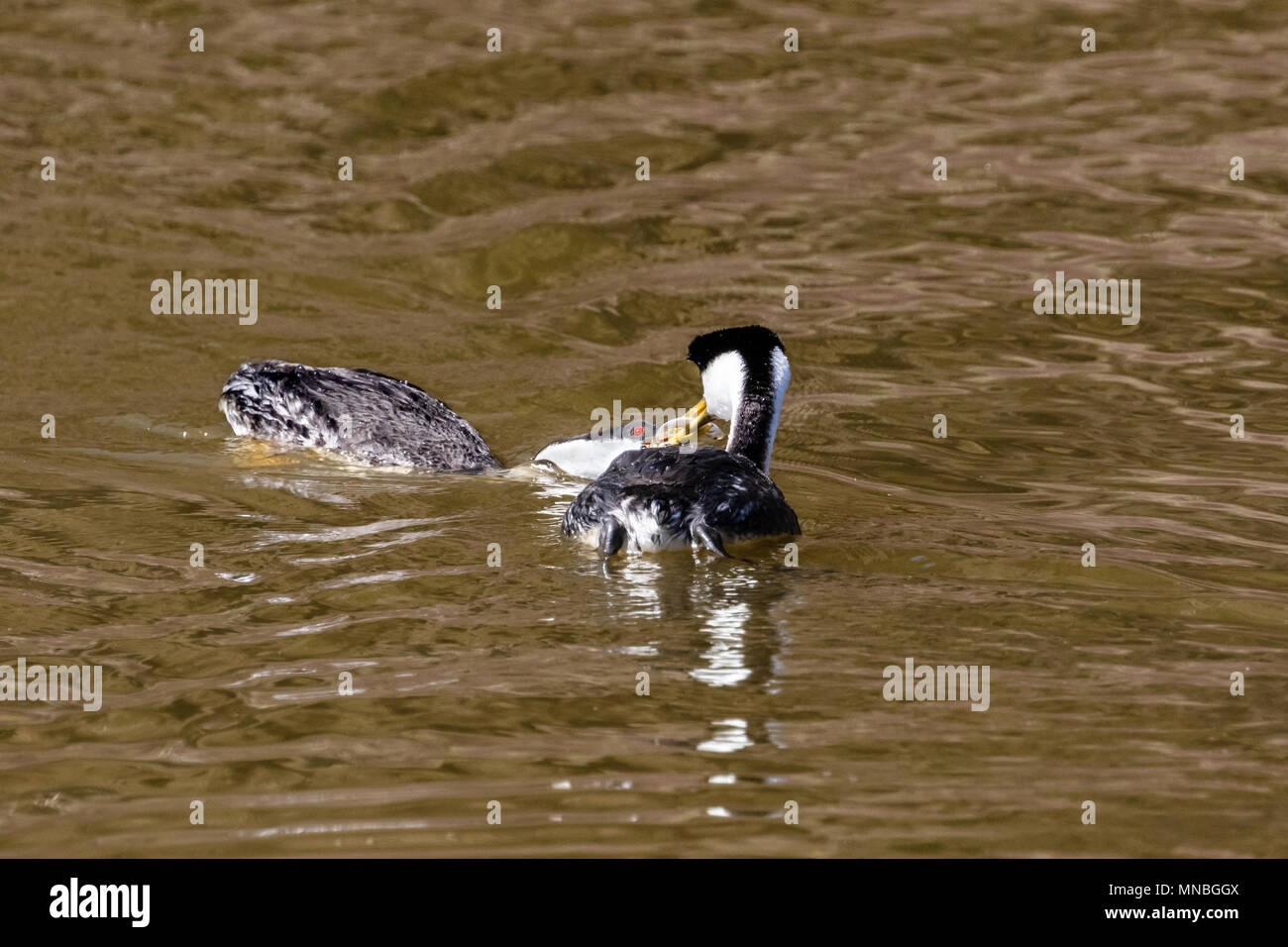 Western grebes on their breeding grounds in Upper Klamath Lake, Oregon ...
