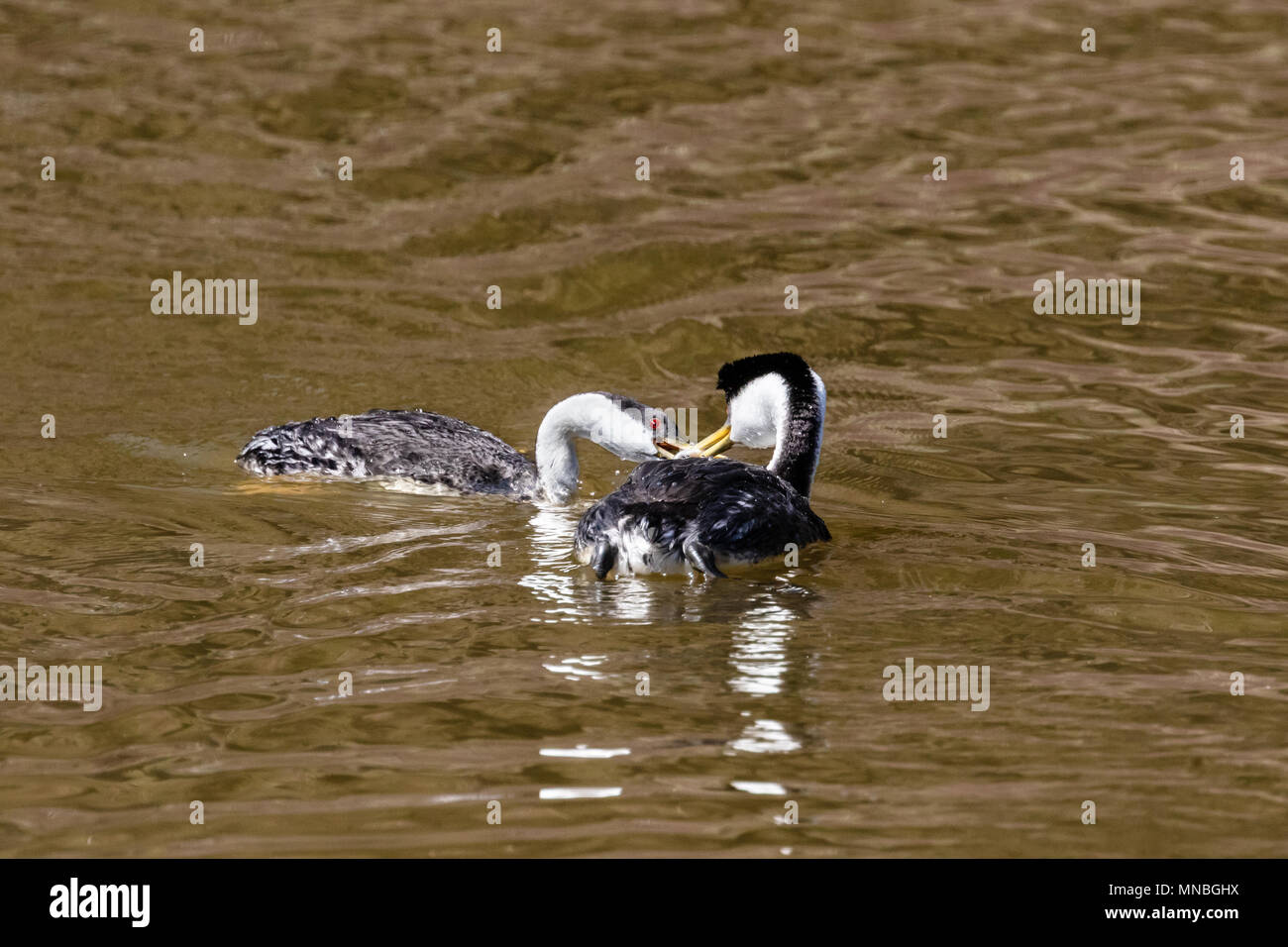Western grebes on their breeding grounds in Upper Klamath Lake, Oregon ...