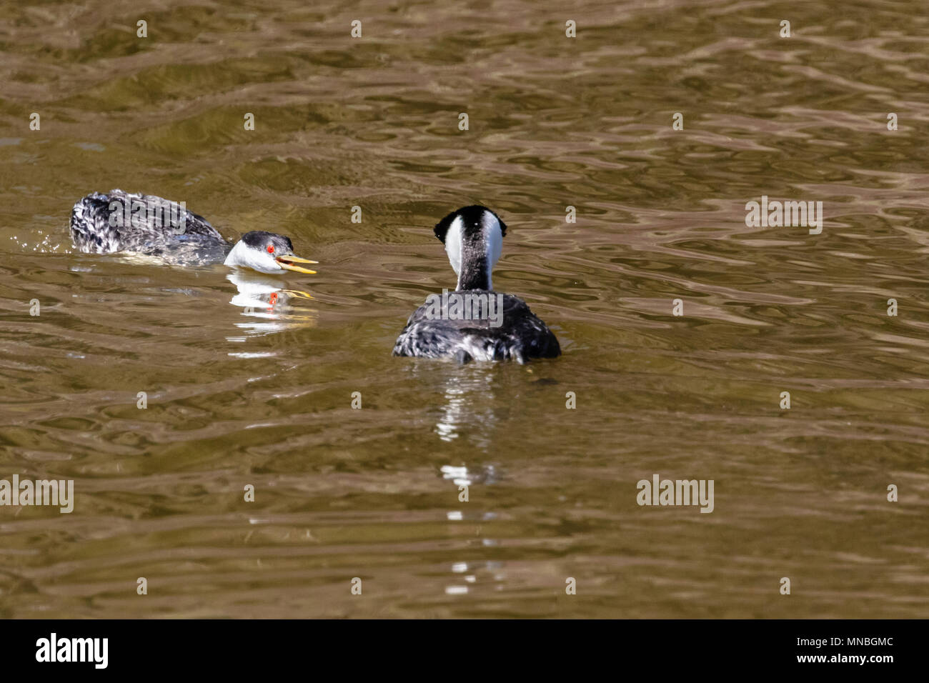 Upper klamath lake grebes hi-res stock photography and images - Alamy