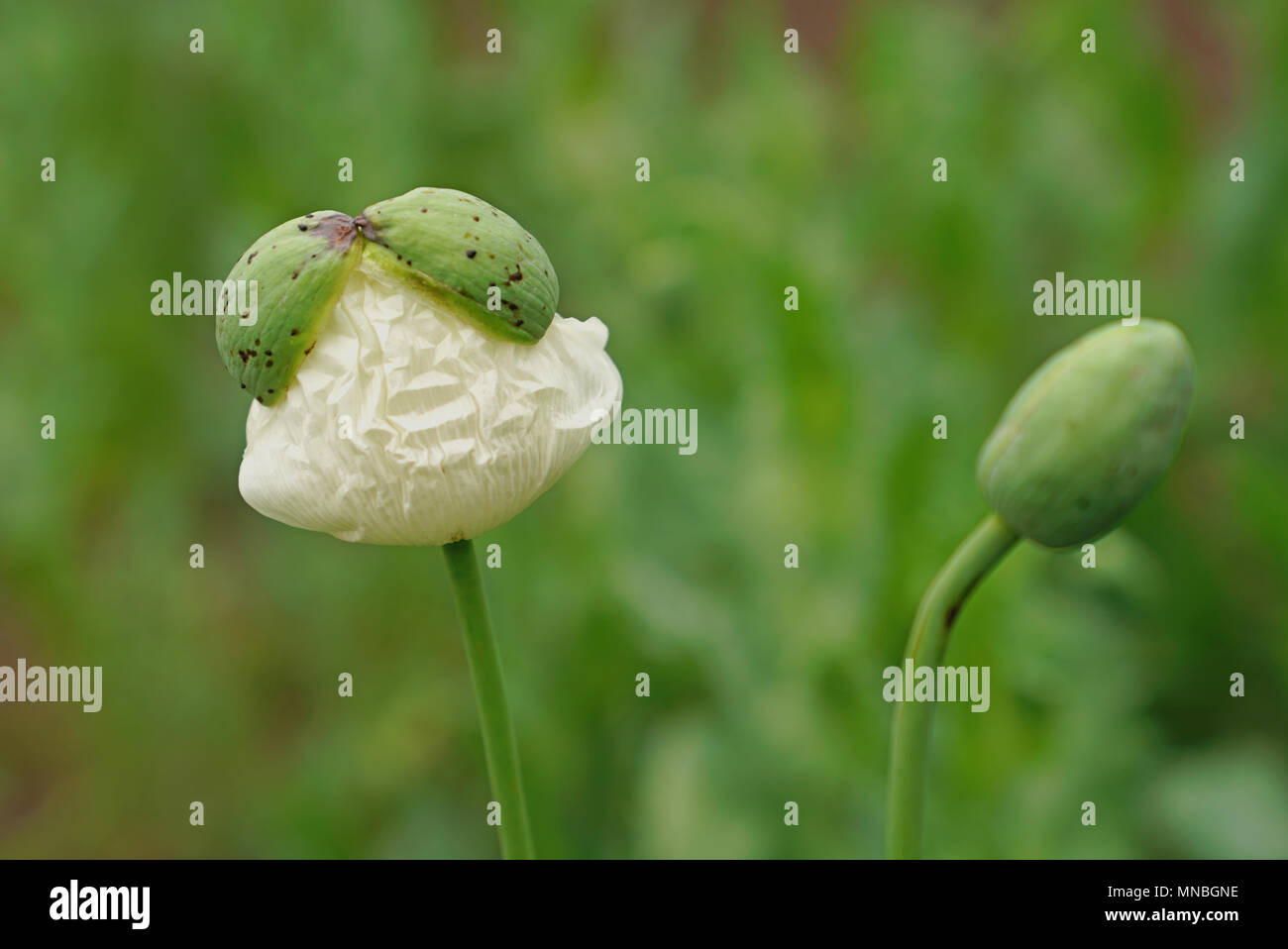 White poppy flower is opening under the bud and blurred bud Stock Photo ...