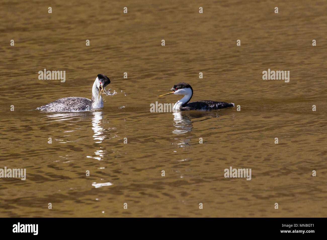 Pair bond pair bonding hi-res stock photography and images - Alamy