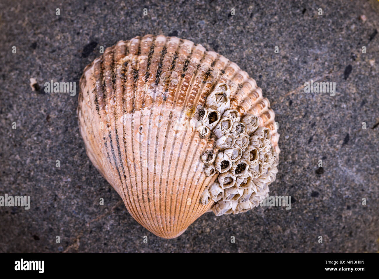 A close up of a mollusk shell placed on a rock in a studio image Stock ...