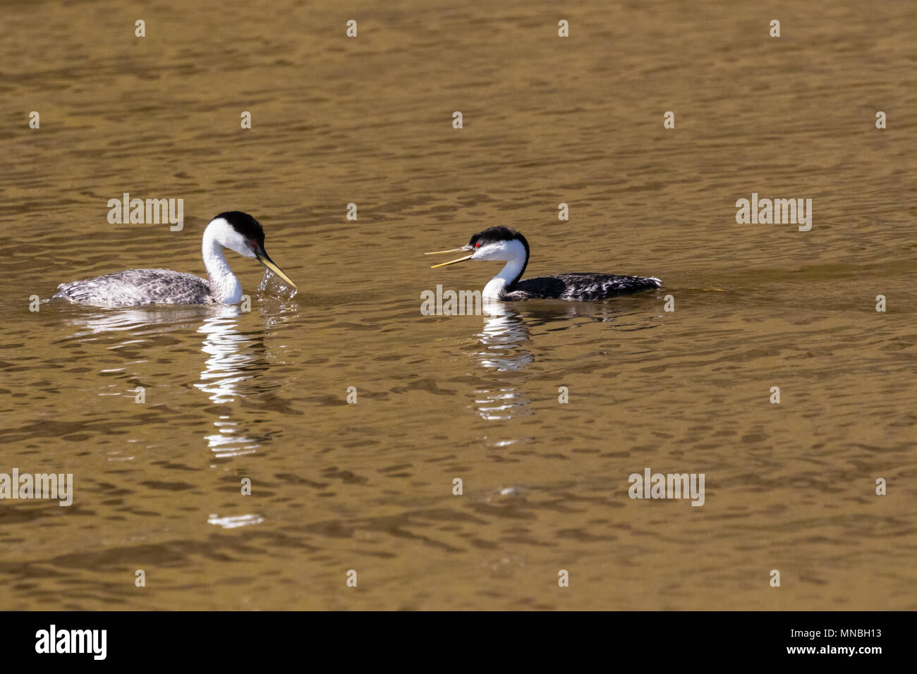 Western grebes on their breeding grounds in Upper Klamath Lake, Oregon ...
