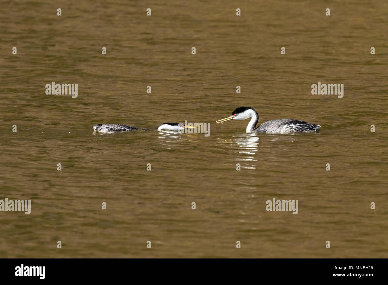 Western grebes on their breeding grounds in Upper Klamath Lake, Oregon ...