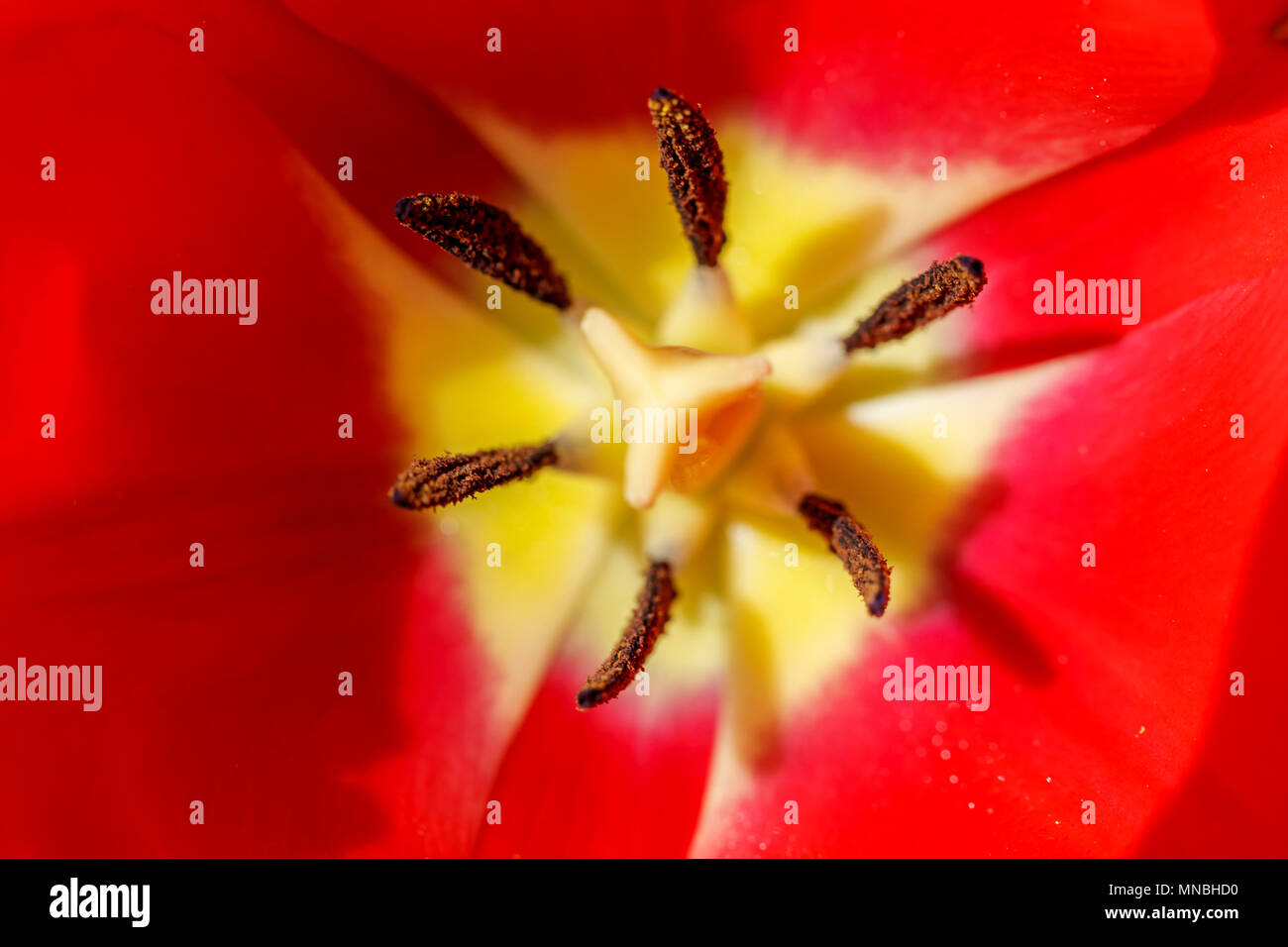 Inside of a tulip hi-res stock photography and images - Alamy