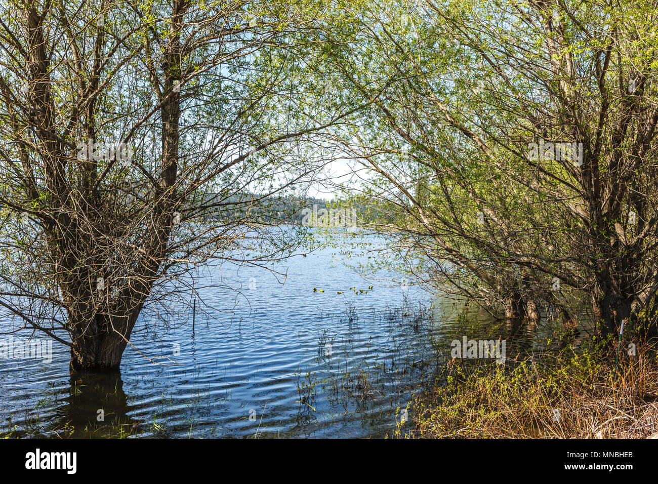 Trees are partly submerged in rising water brought on every year by ...