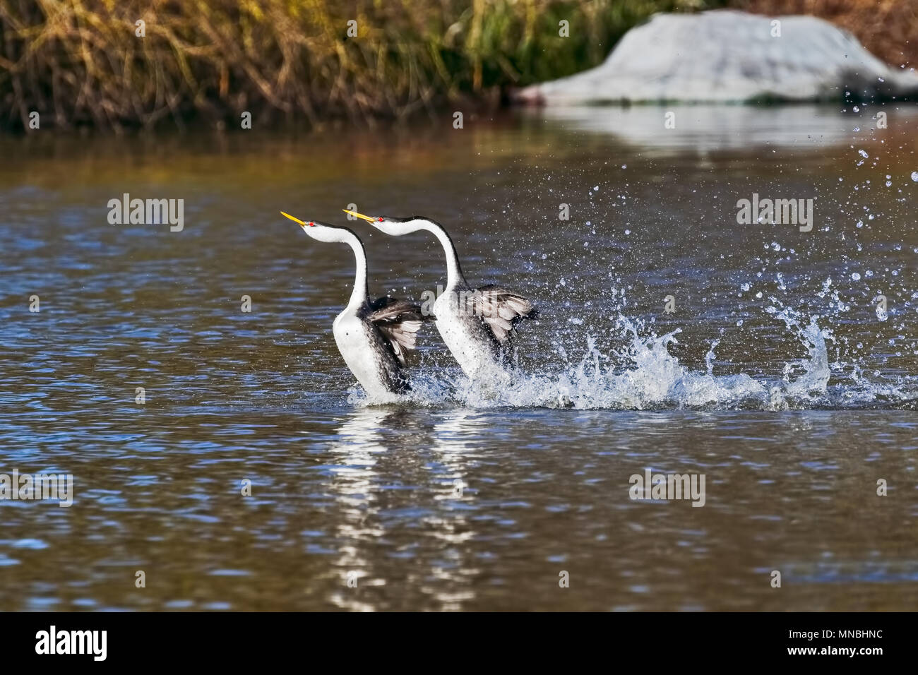 Western grebes klamath hi-res stock photography and images - Alamy