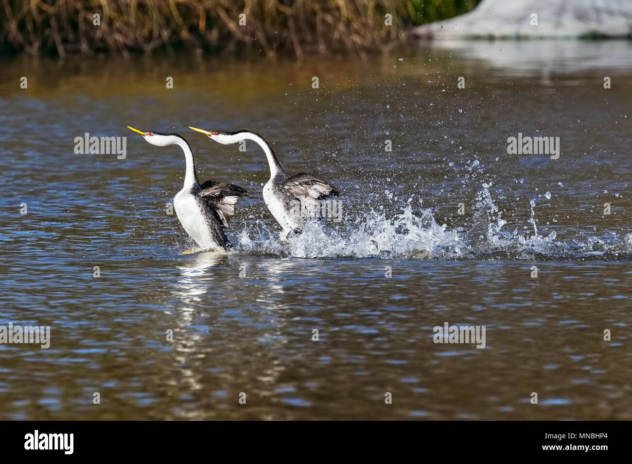Western grebe dance hi-res stock photography and images - Alamy
