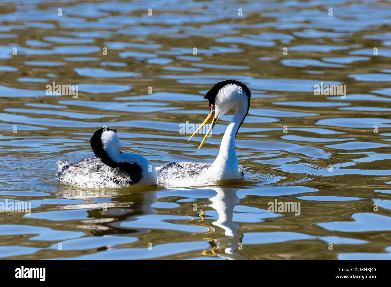 Bob preening hi-res stock photography and images - Alamy