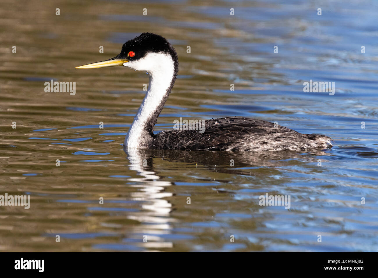 Upper klamath lake grebes hi-res stock photography and images - Alamy