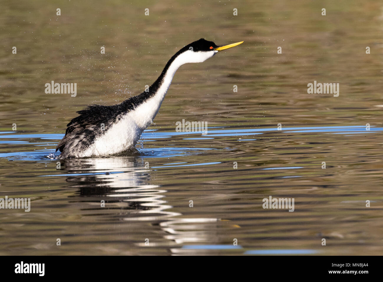 Grebes graceful form hi-res stock photography and images - Alamy