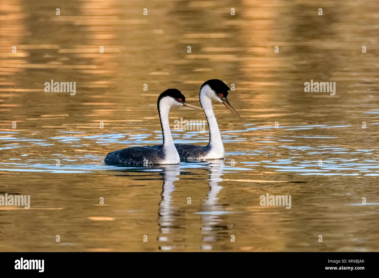 Strong pair bonds hi-res stock photography and images - Alamy