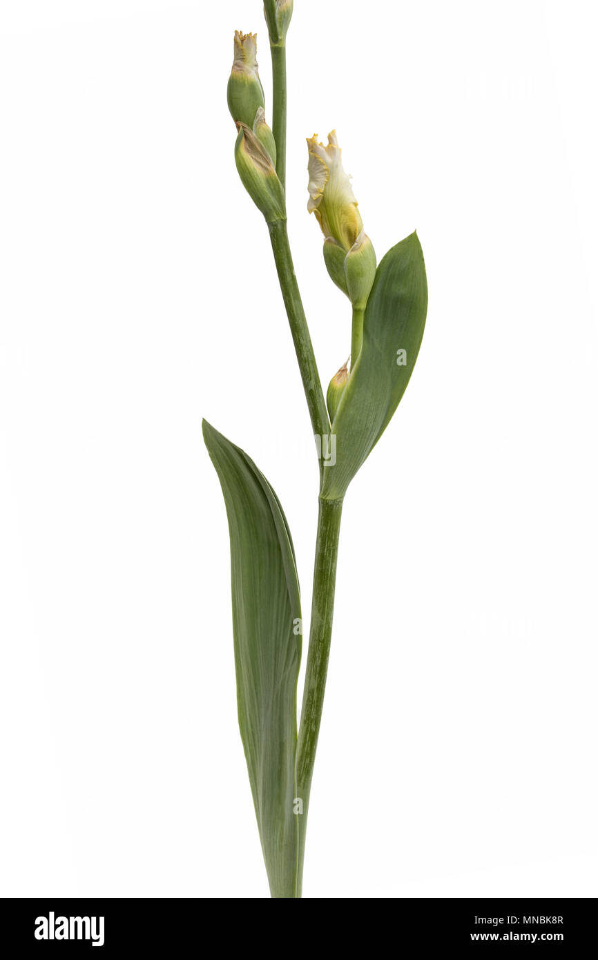 Stem, buds and leaves of iris, isolated on white background Stock Photo ...