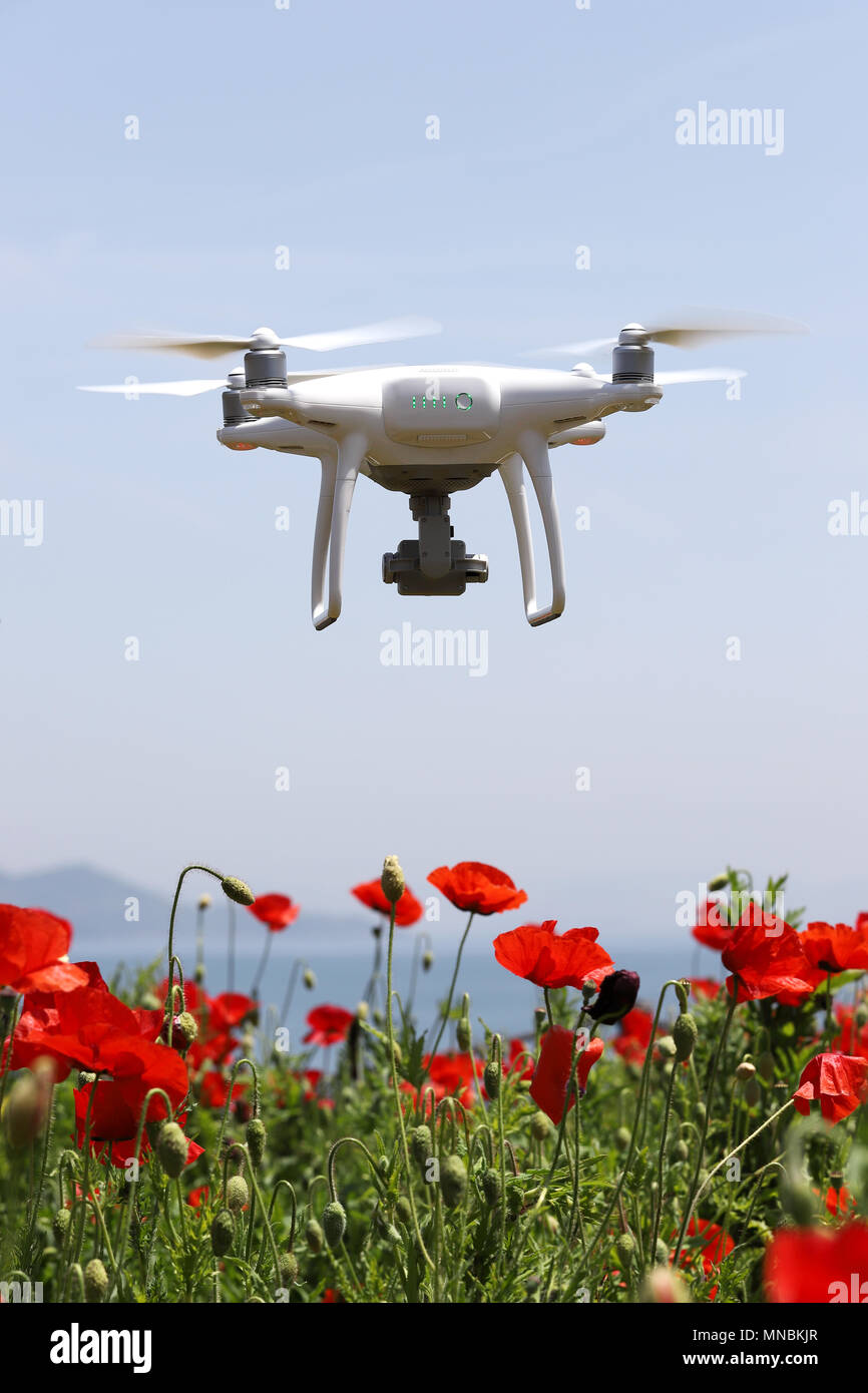 Drone flying in the air, to take photos and record footage in red poppy ...