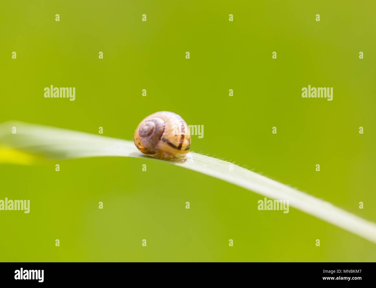 Snail sleeping on plant. Close up of snail shell sticked to the plant ...