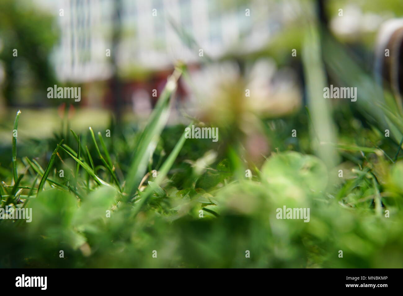 Blades of life hi-res stock photography and images - Alamy