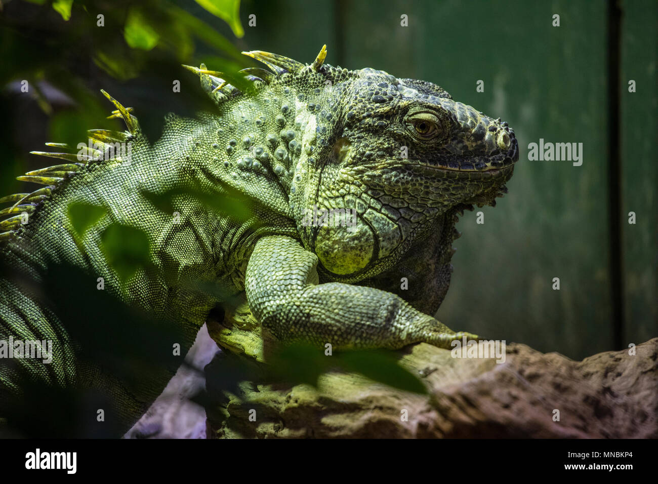 An Iguana at a zoo in the UK Stock Photo - Alamy