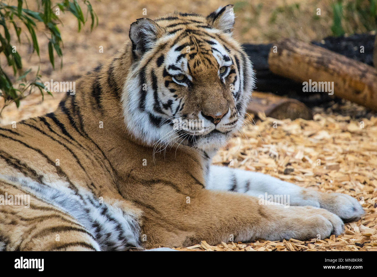 Tiger laying down hi-res stock photography and images - Alamy