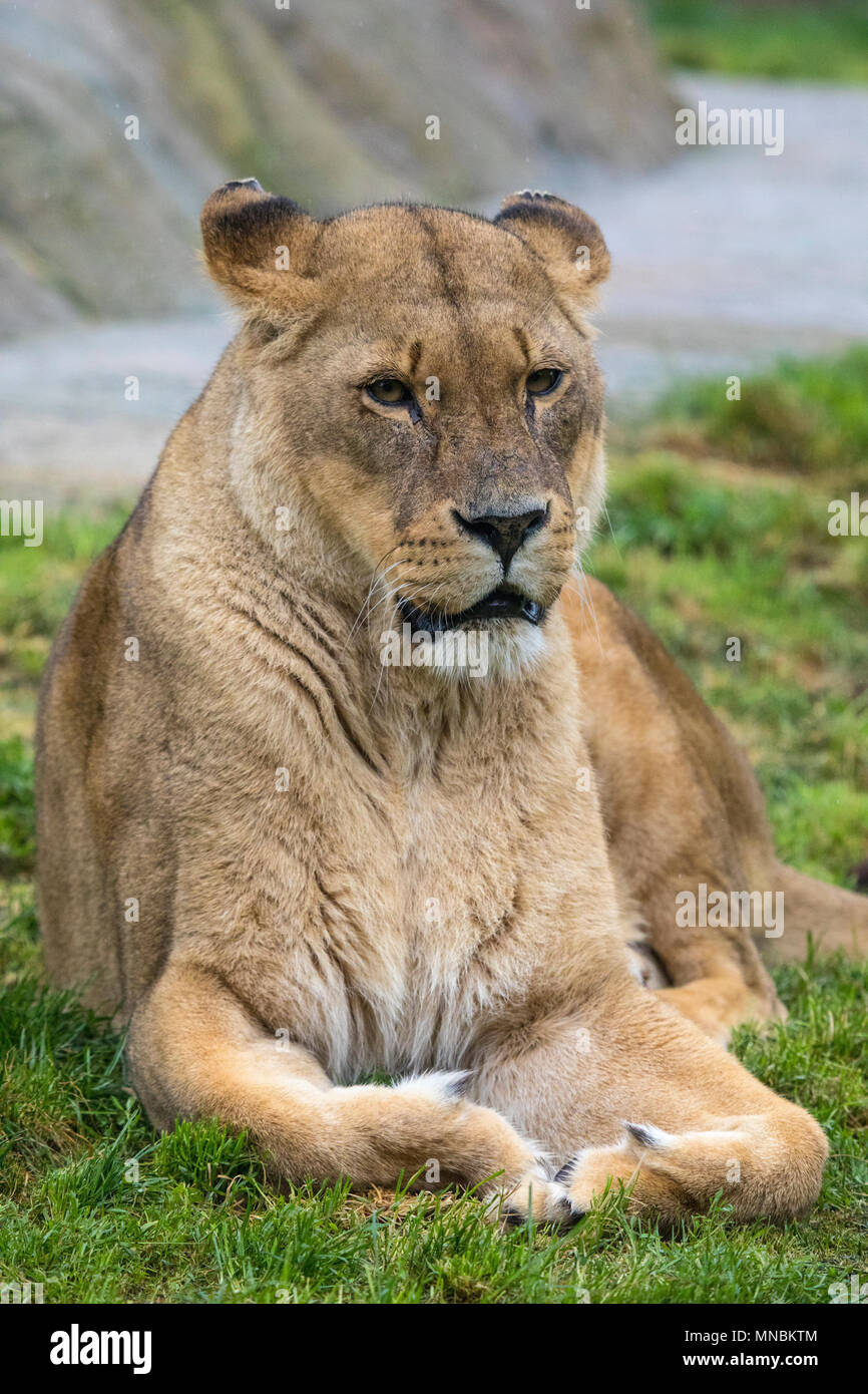 Zoo sightseeing tourism relaxing hi-res stock photography and images ...