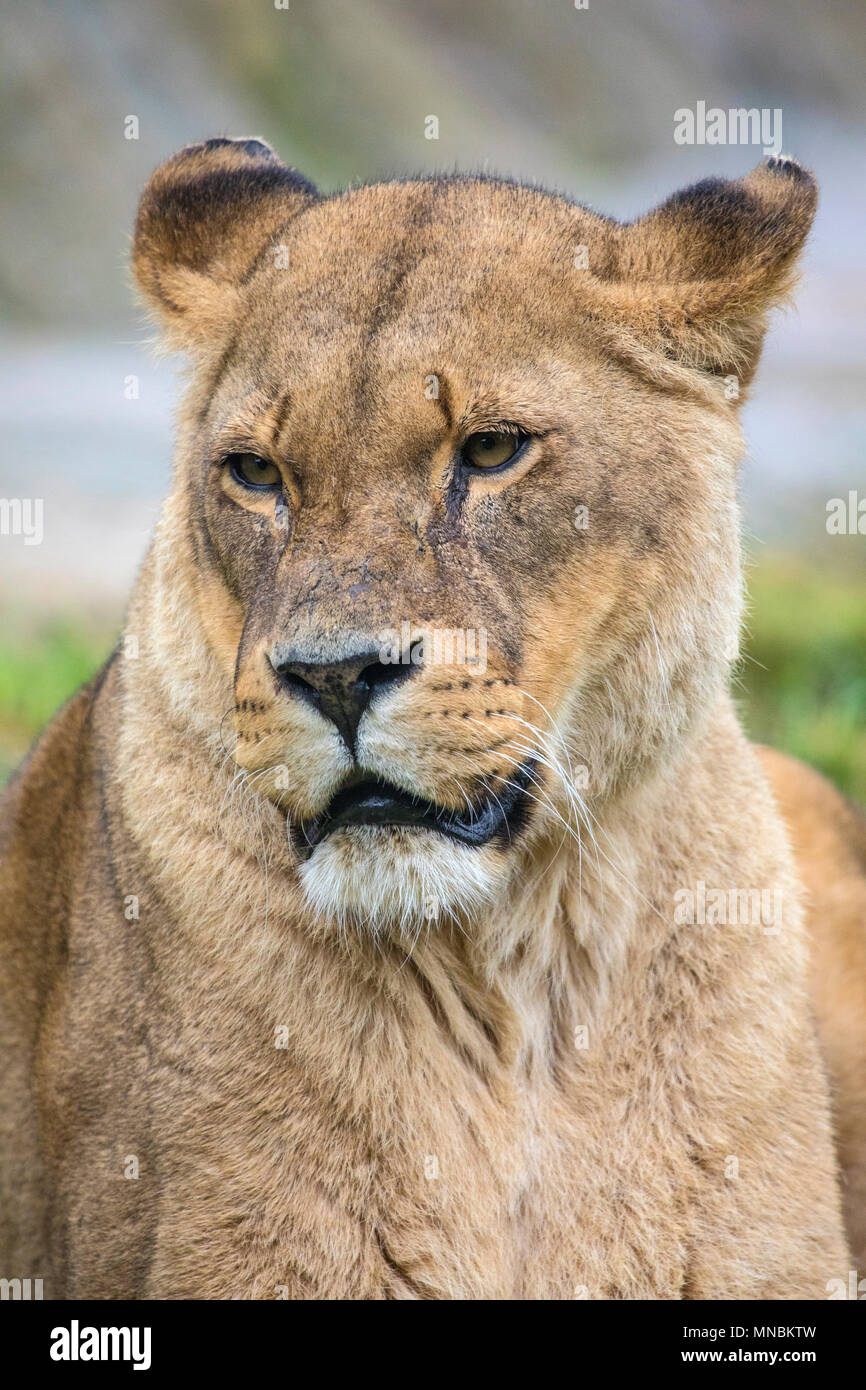 A close-up of a Lioness Stock Photo - Alamy