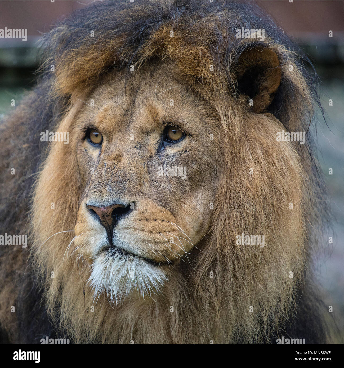 A male Lion Stock Photo - Alamy