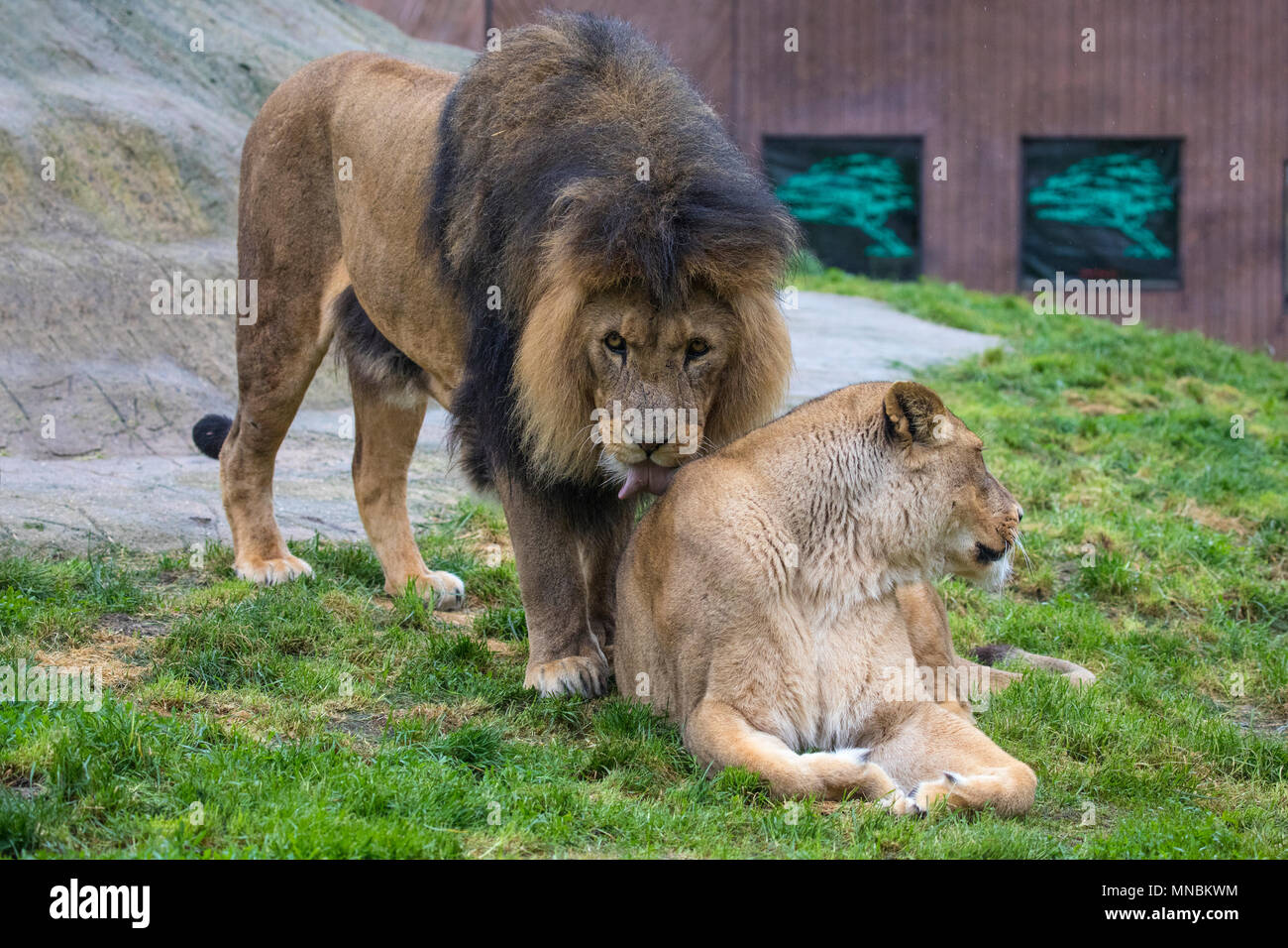 A male Lion cleaning a female Lion Stock Photo - Alamy