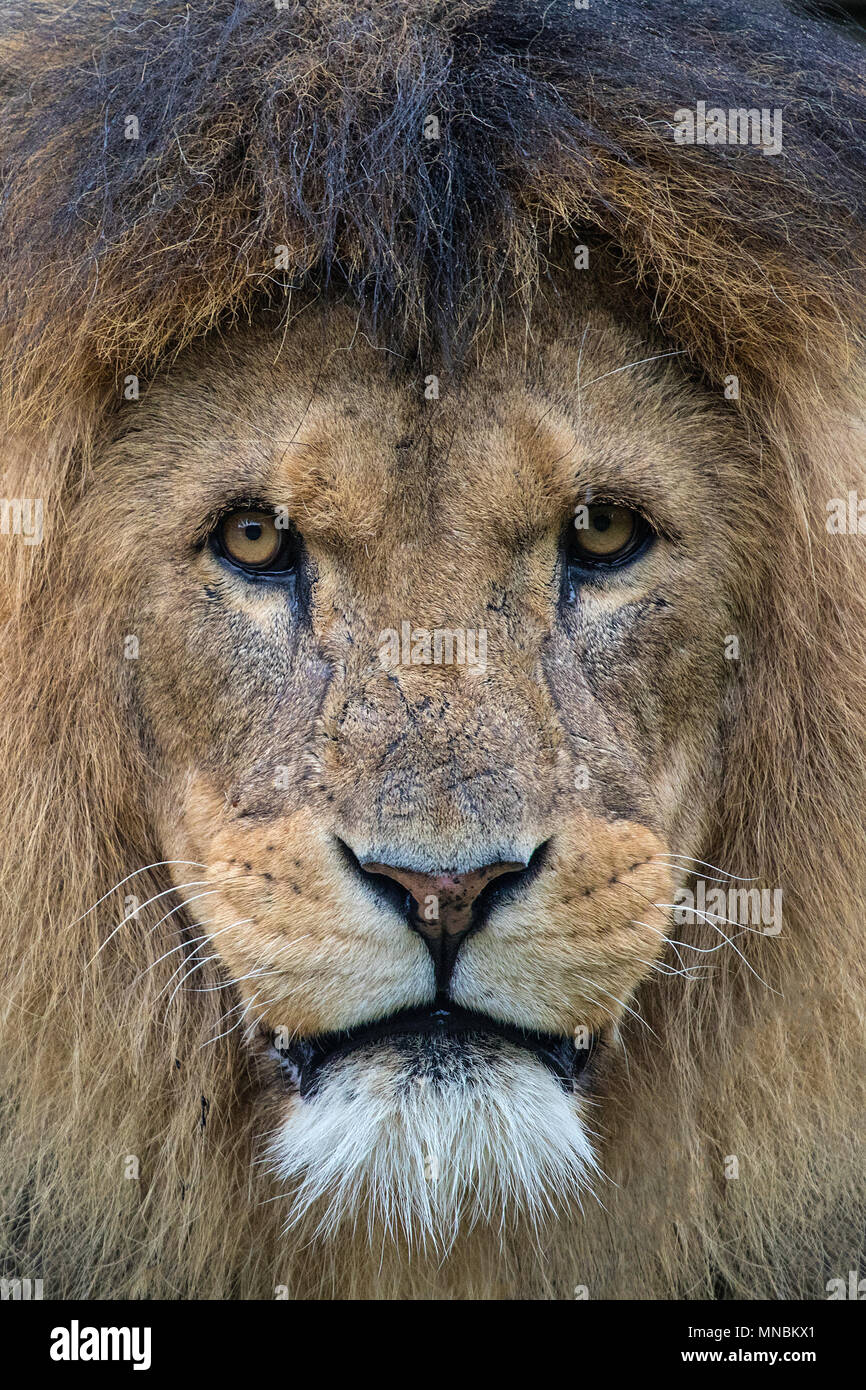 A close-up shot of a Lion looking into the camera Stock Photo - Alamy