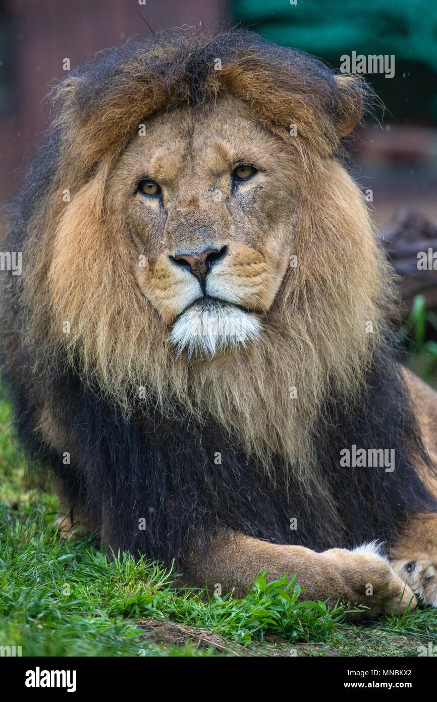 A beautiful Lion relaxing in a zoo in the UK Stock Photo - Alamy