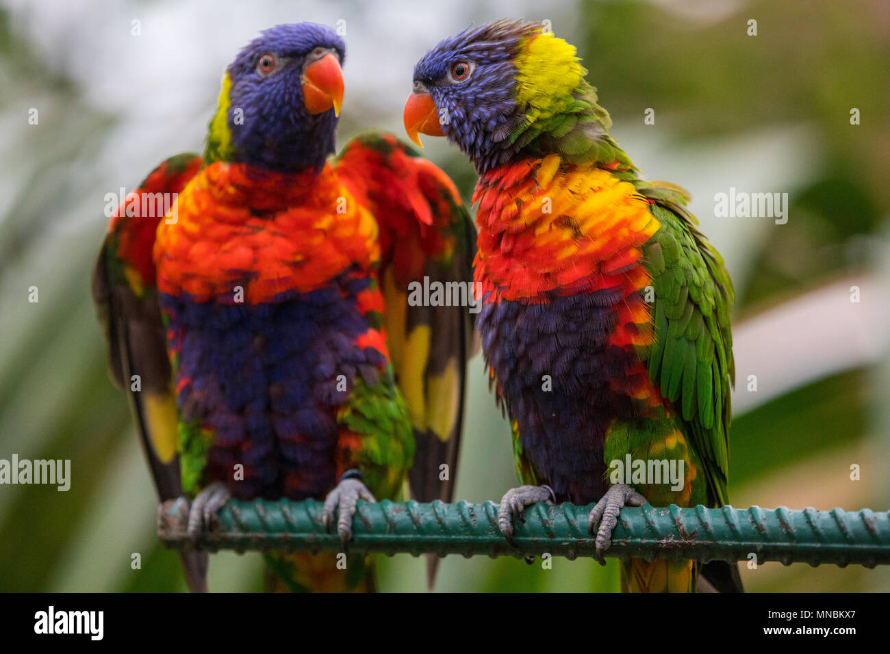Australian bird australian wild life rainbow lorikeet hi-res stock ...