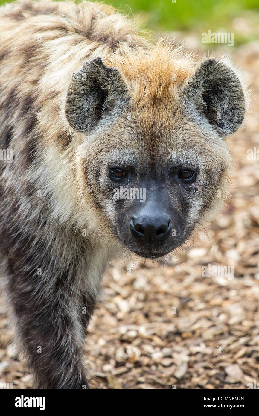 Close-up shot of a Hyena. There are only four different species of ...