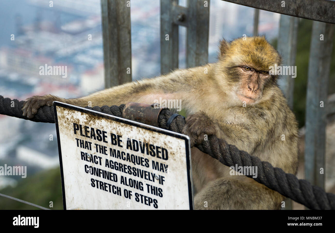 Barbary monkey hi-res stock photography and images - Alamy