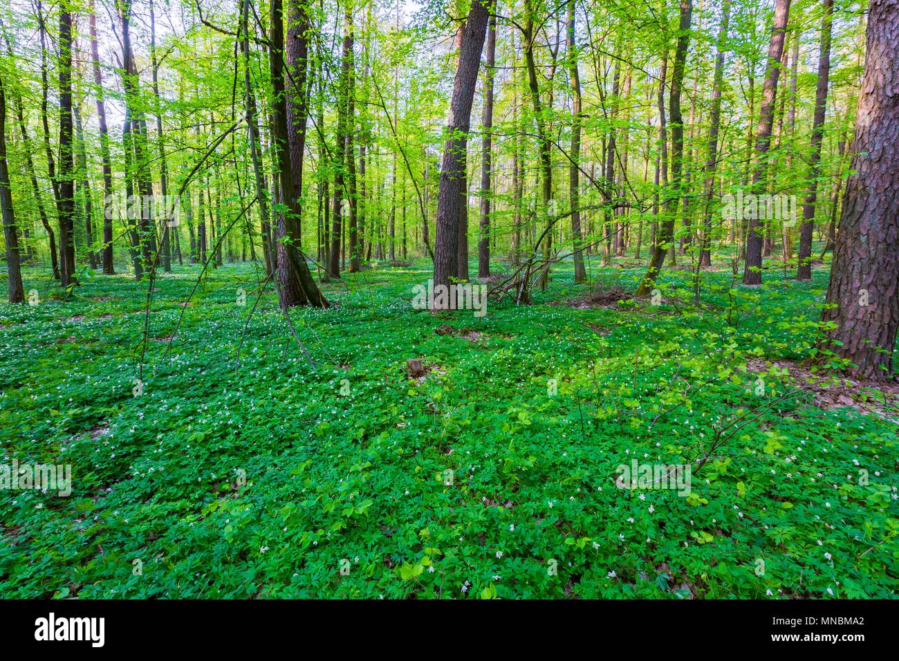 Spring forest landscape with white anemones blooming. Natural forest ...
