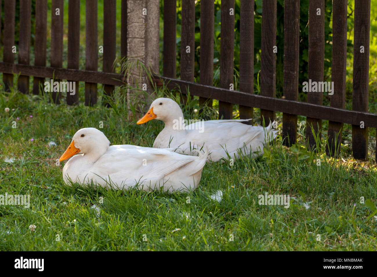 Two ducks flower hi-res stock photography and images - Alamy