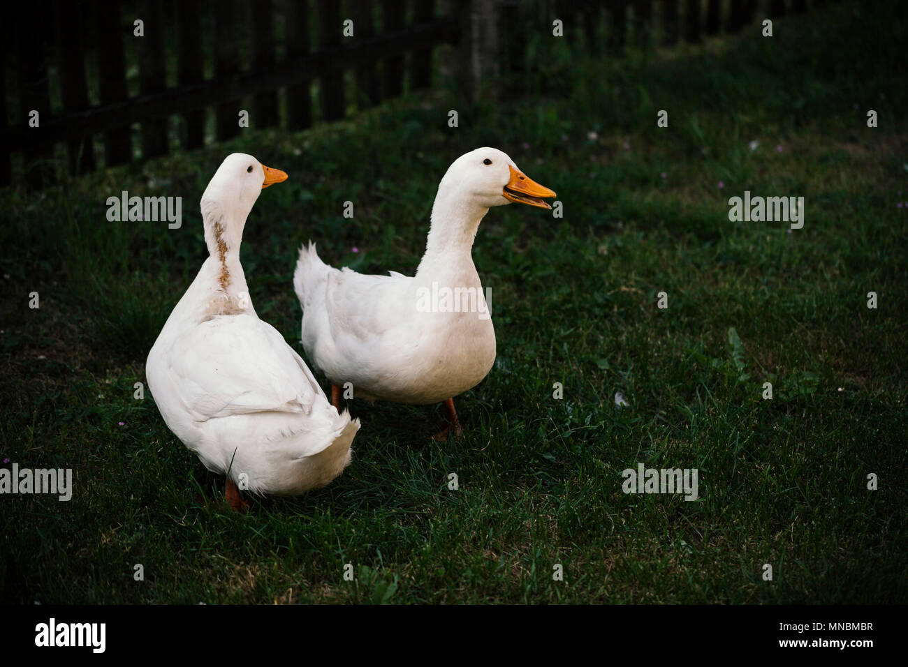 two white ducks in the green yard Stock Photo - Alamy