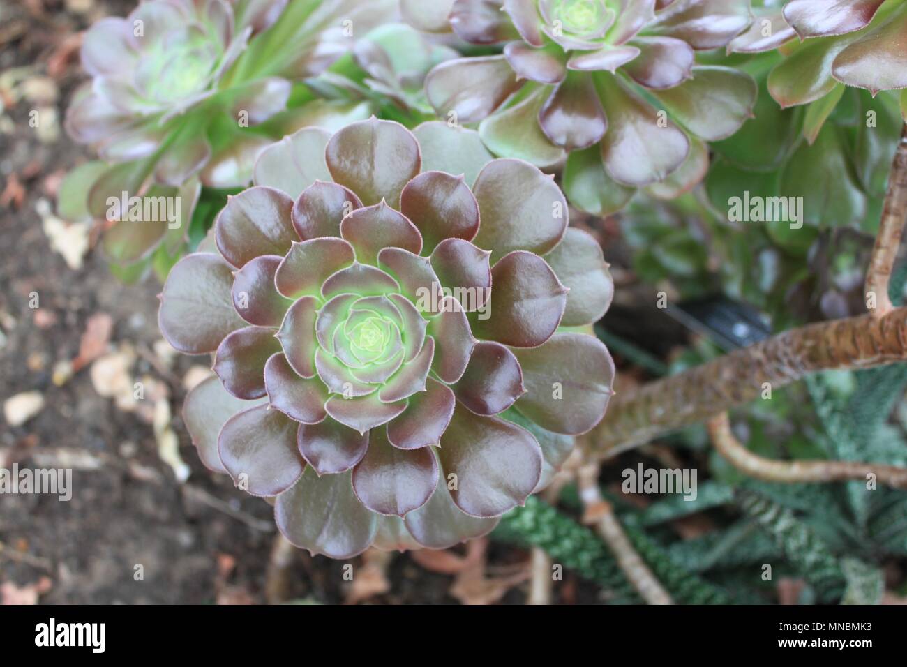 Succulent Close up Stock Photo - Alamy