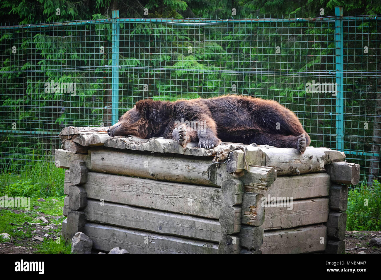 Brown bear sleeping hi-res stock photography and images - Alamy
