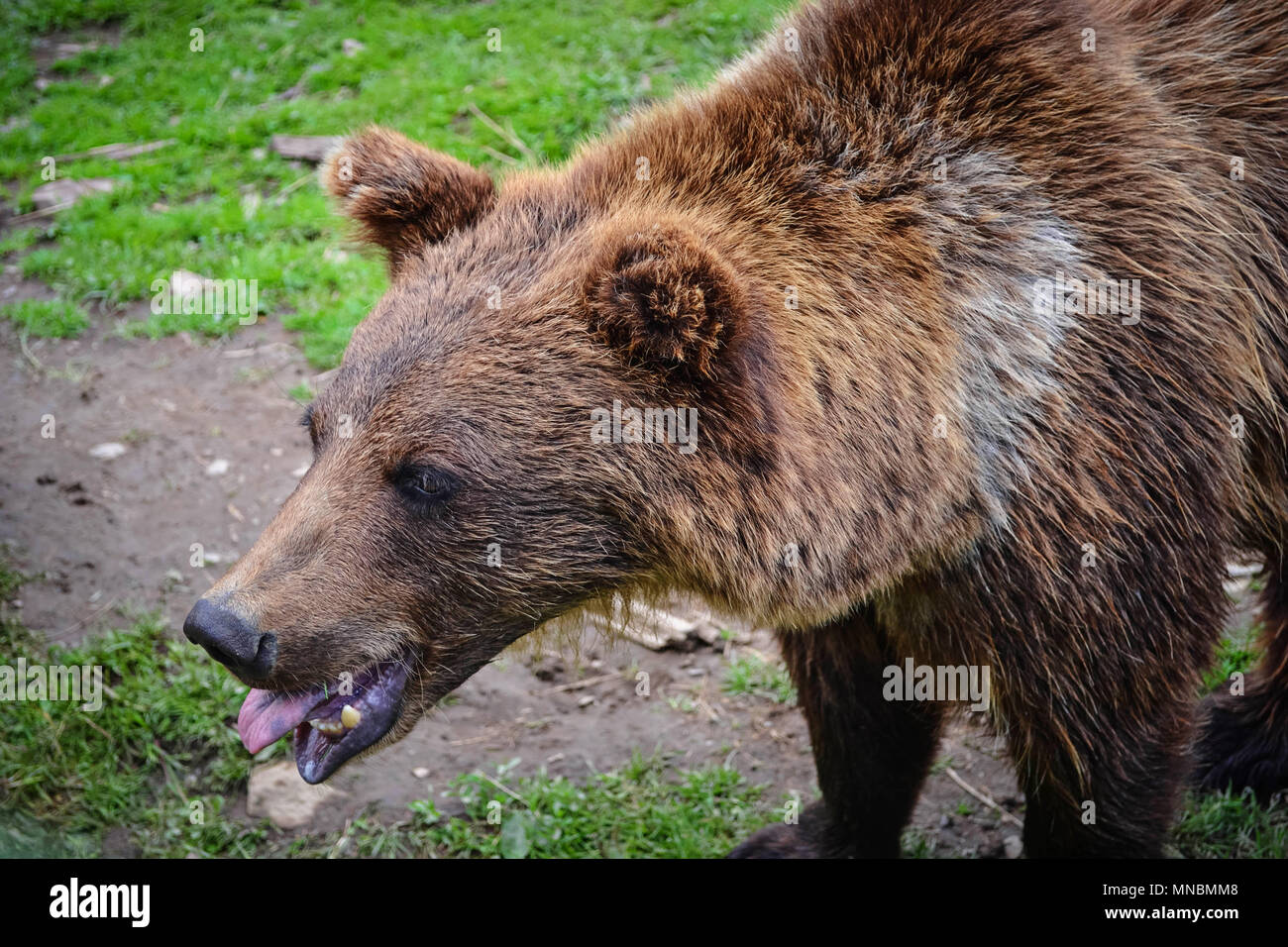 Brown bear tongue hi-res stock photography and images - Alamy