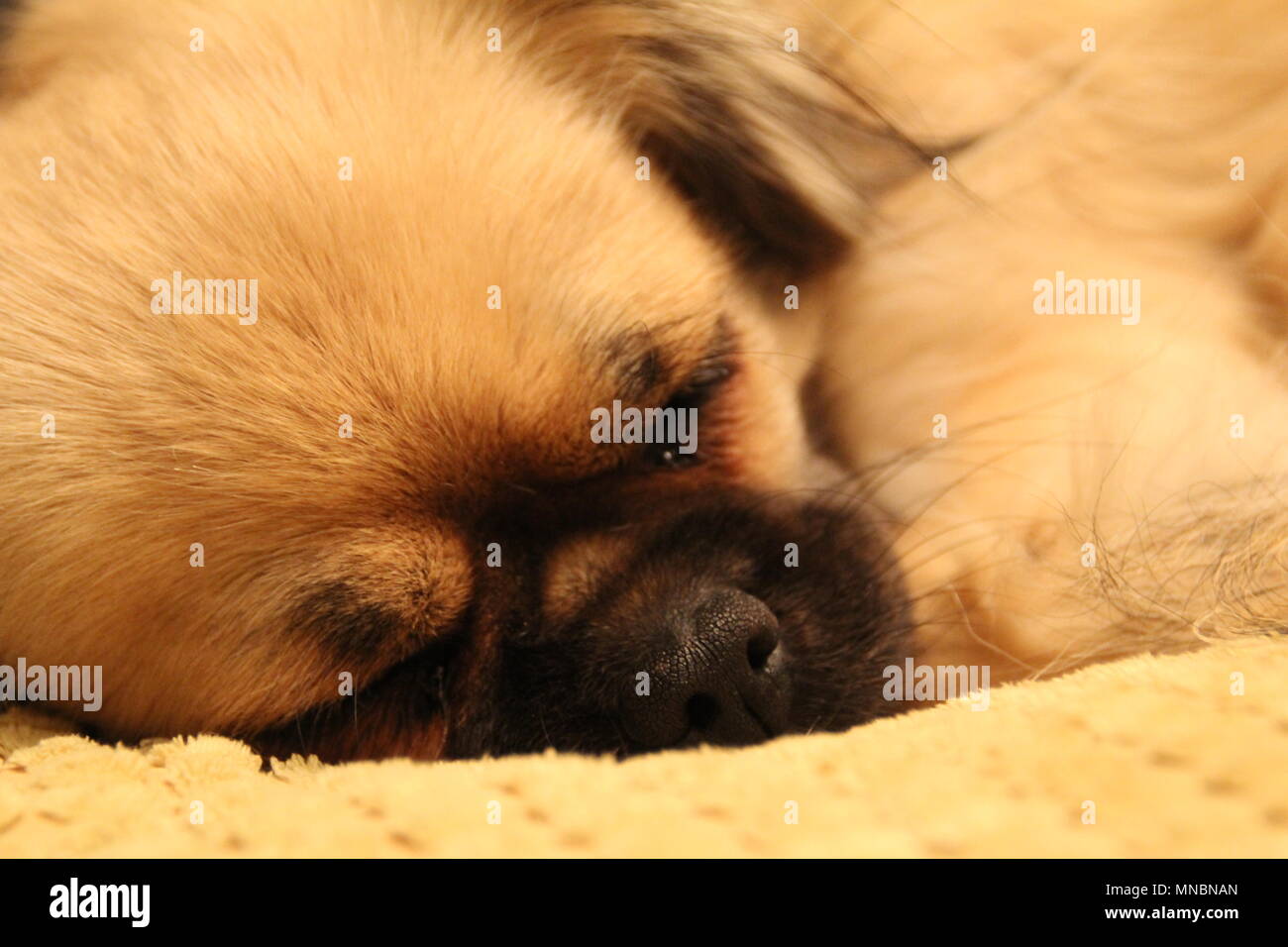 Portraits of amusing and lovely dogs Stock Photo - Alamy