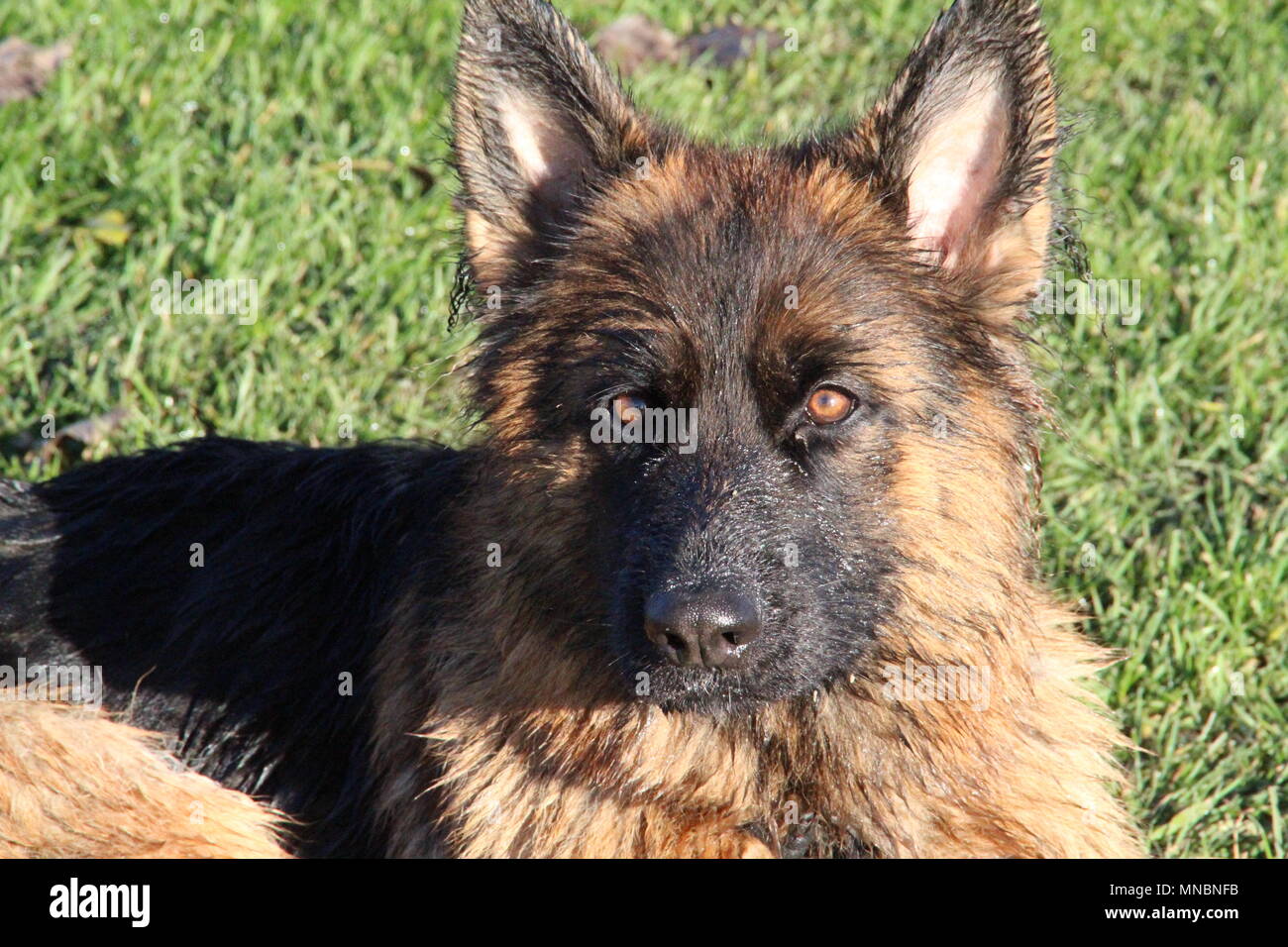 Portraits of amusing and lovely dogs Stock Photo - Alamy