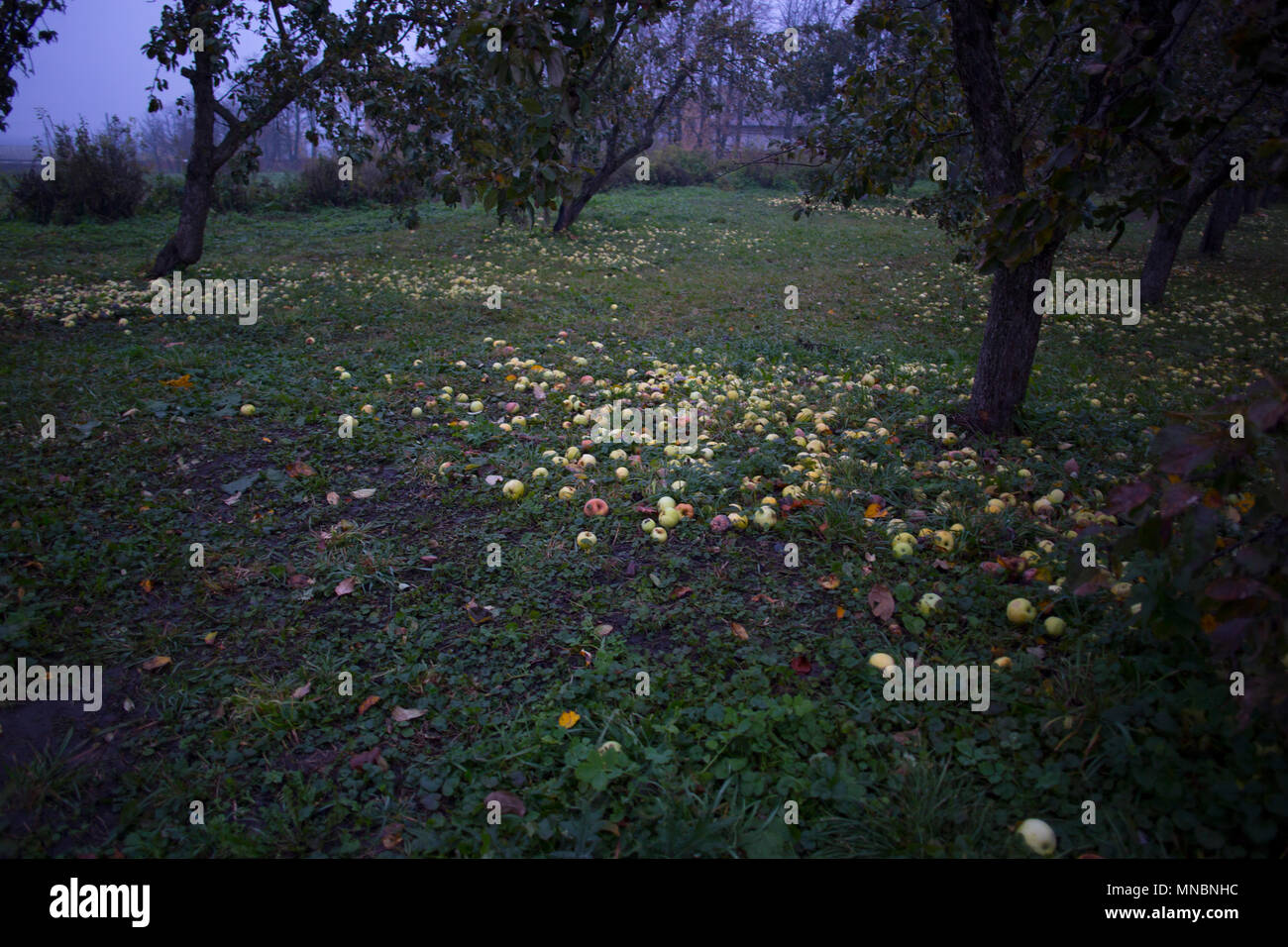 Fallen apples under apple trees Stock Photo - Alamy