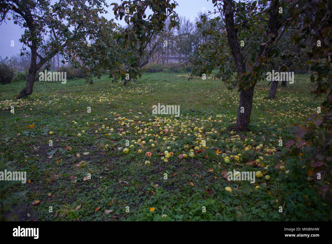 Fallen apples under apple trees Stock Photo - Alamy